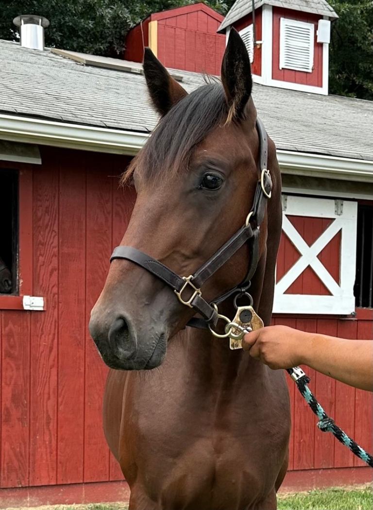 Diabolic Hill (US) (former Ocean Rider). Colt by Muscle Hill – Crysti ...